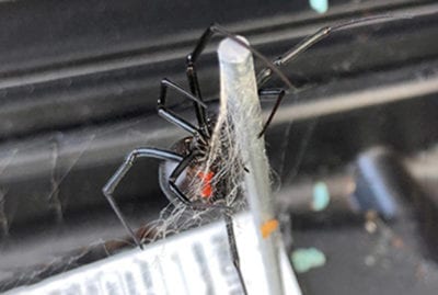 Willard's Pest Control & Removal l Exterminators l Seattle, Bellevue ...