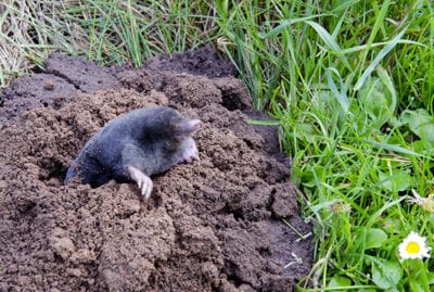 Willard's Pest Control & Removal l Exterminators l Seattle, Bellevue ...