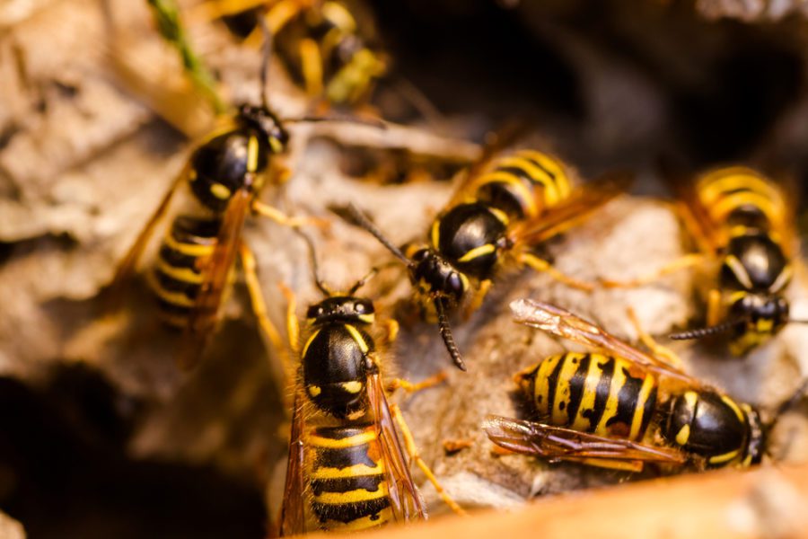 Yellow Jackets | Pest Control, Removal & Exterminating Services ...
