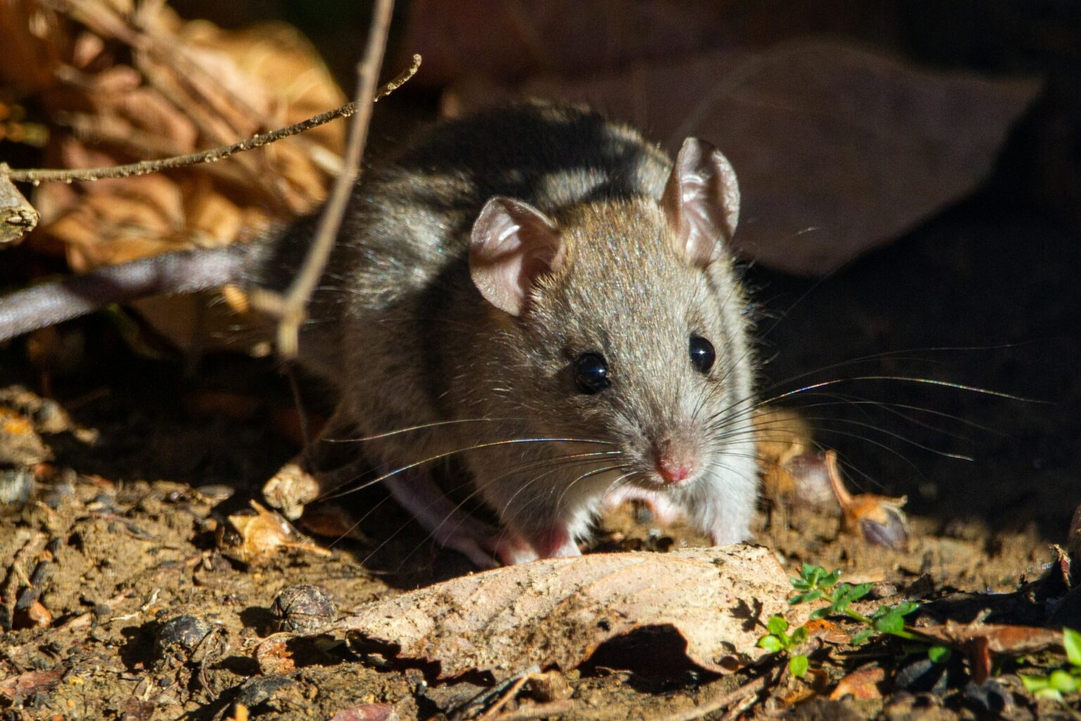 Guide To Common Washington State Mice & Rat Rodents